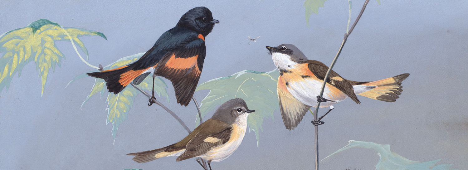 Pictufy | Allan Brooks - Birds