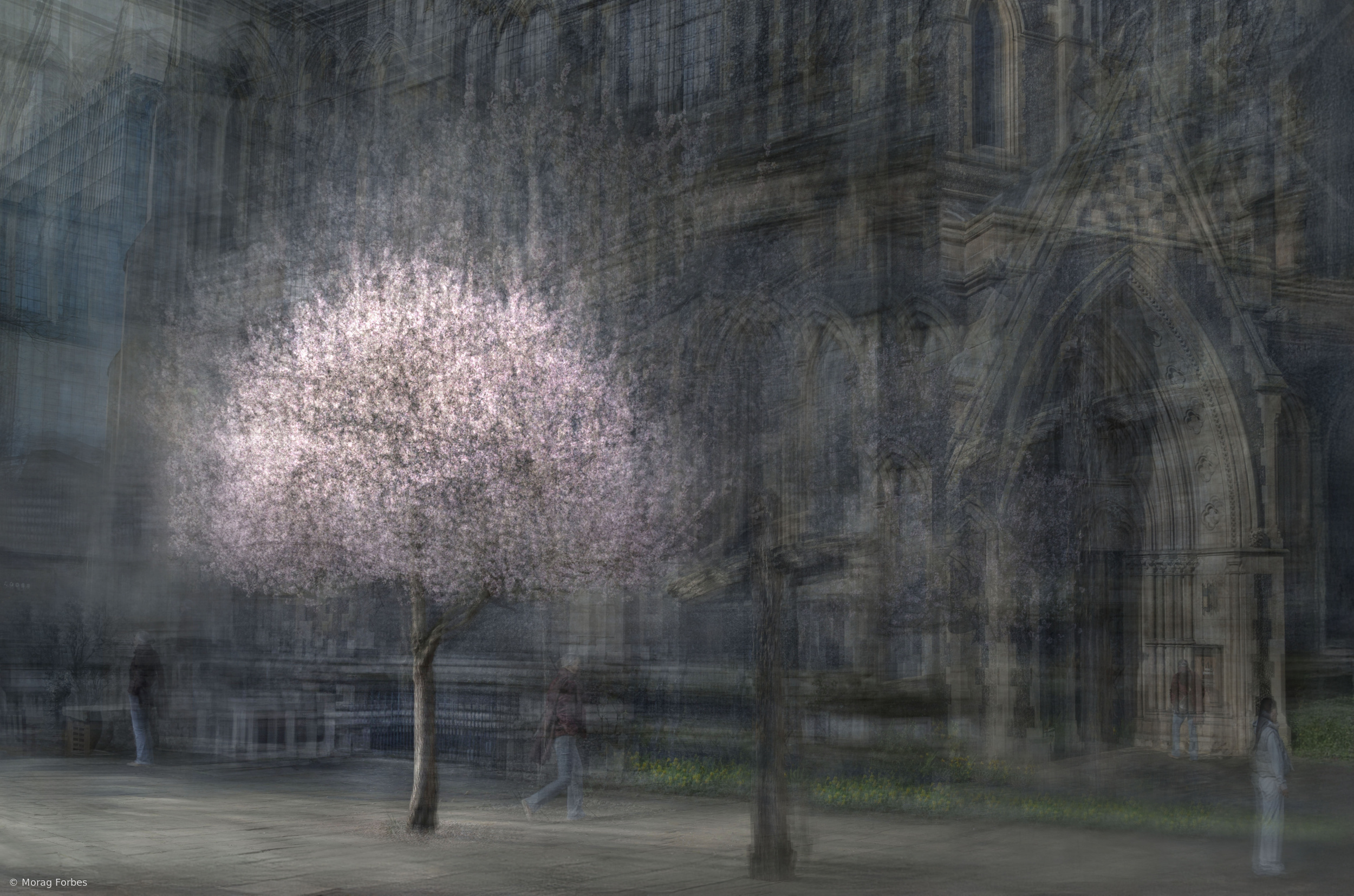 Blossom at Southwark Cathedral by Morag Forbes