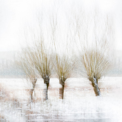 Pollard willows in winter mood by Ingrid Van Damme