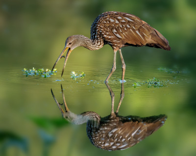 Limpkin by Jian Xu