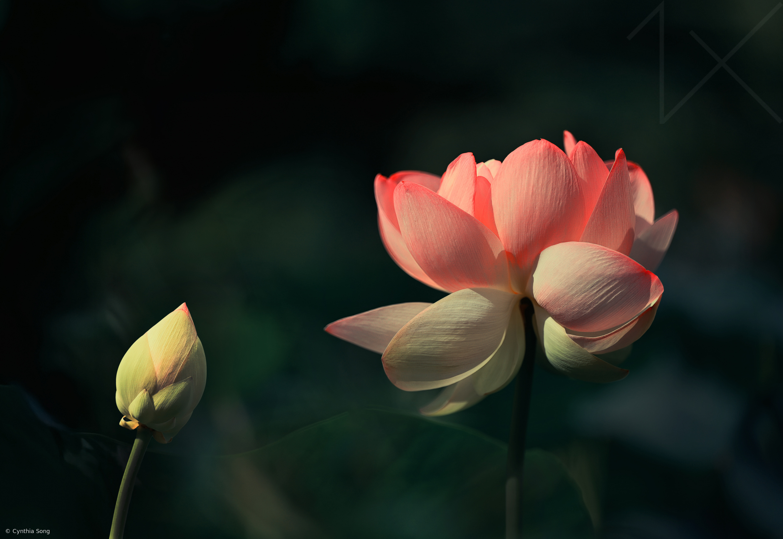 you and me by Cynthia Song