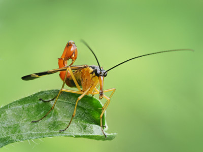 Gangster-like insect by Takiko Hirai