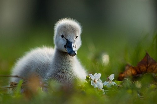 Black Swan Baby by Robert Adamec