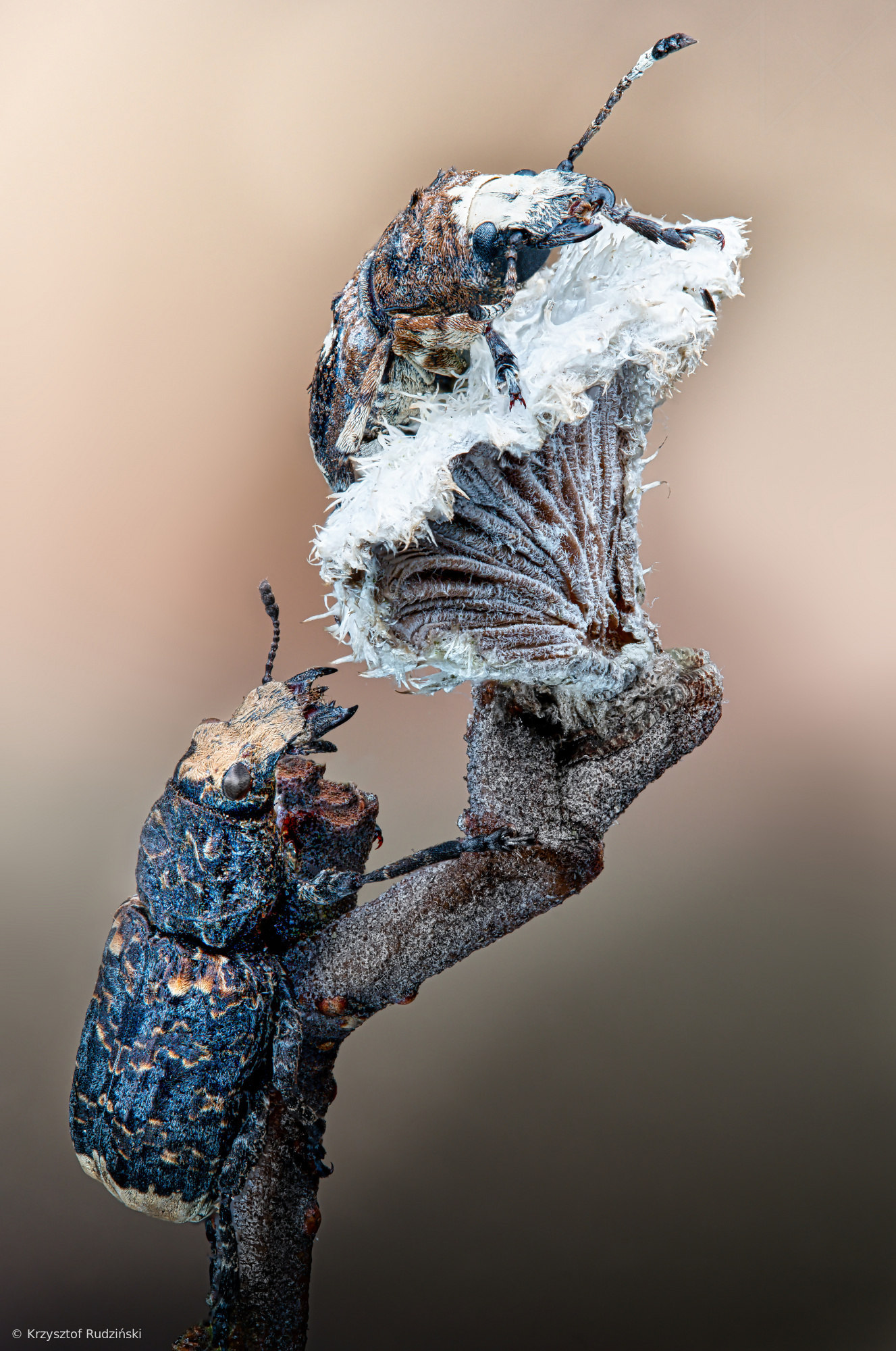 Anthribidae by Krzysztof Rudziński