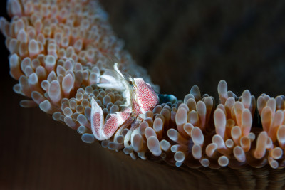 Crab by Walter Lackner