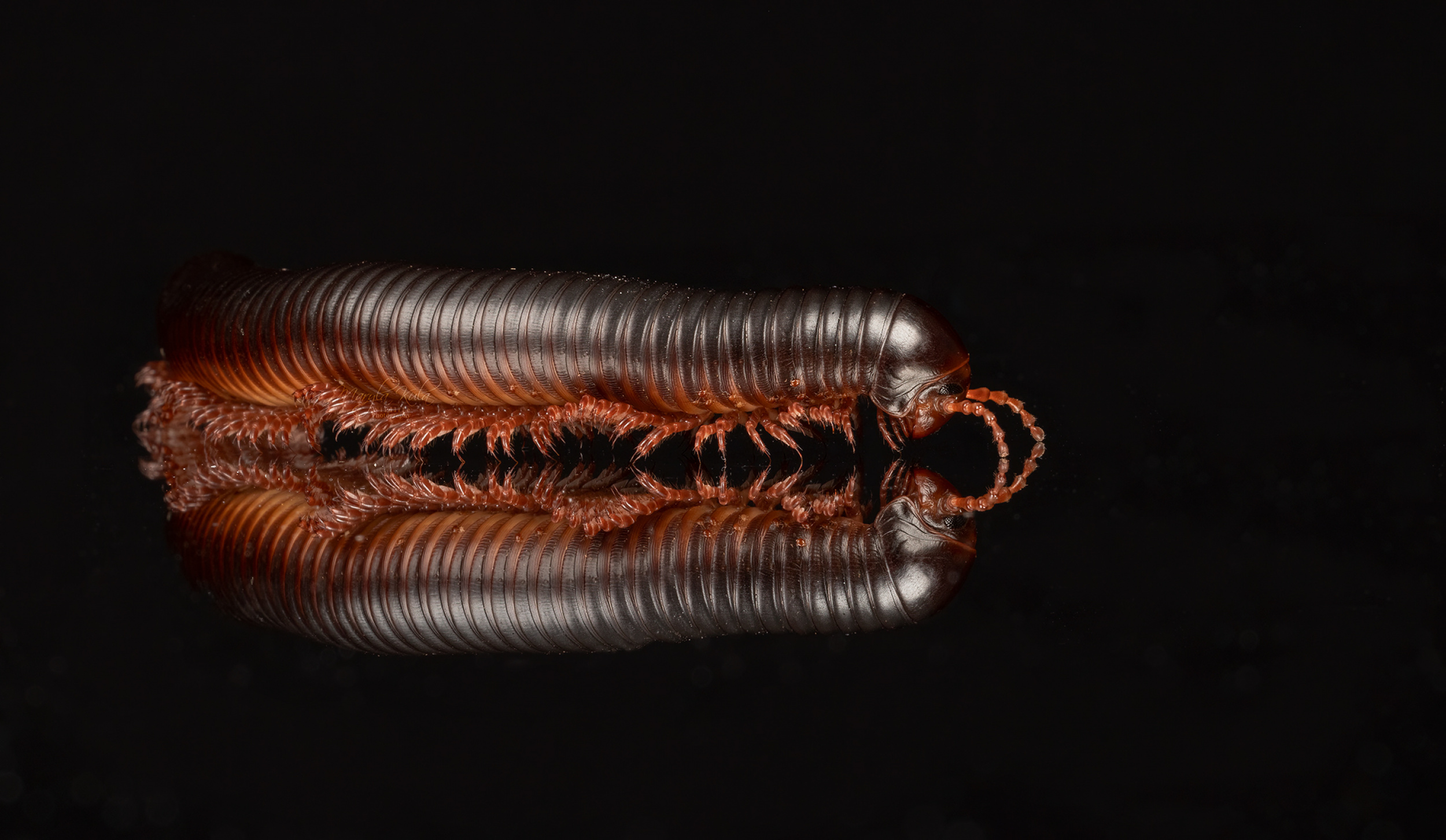African Train Millipede by Maria