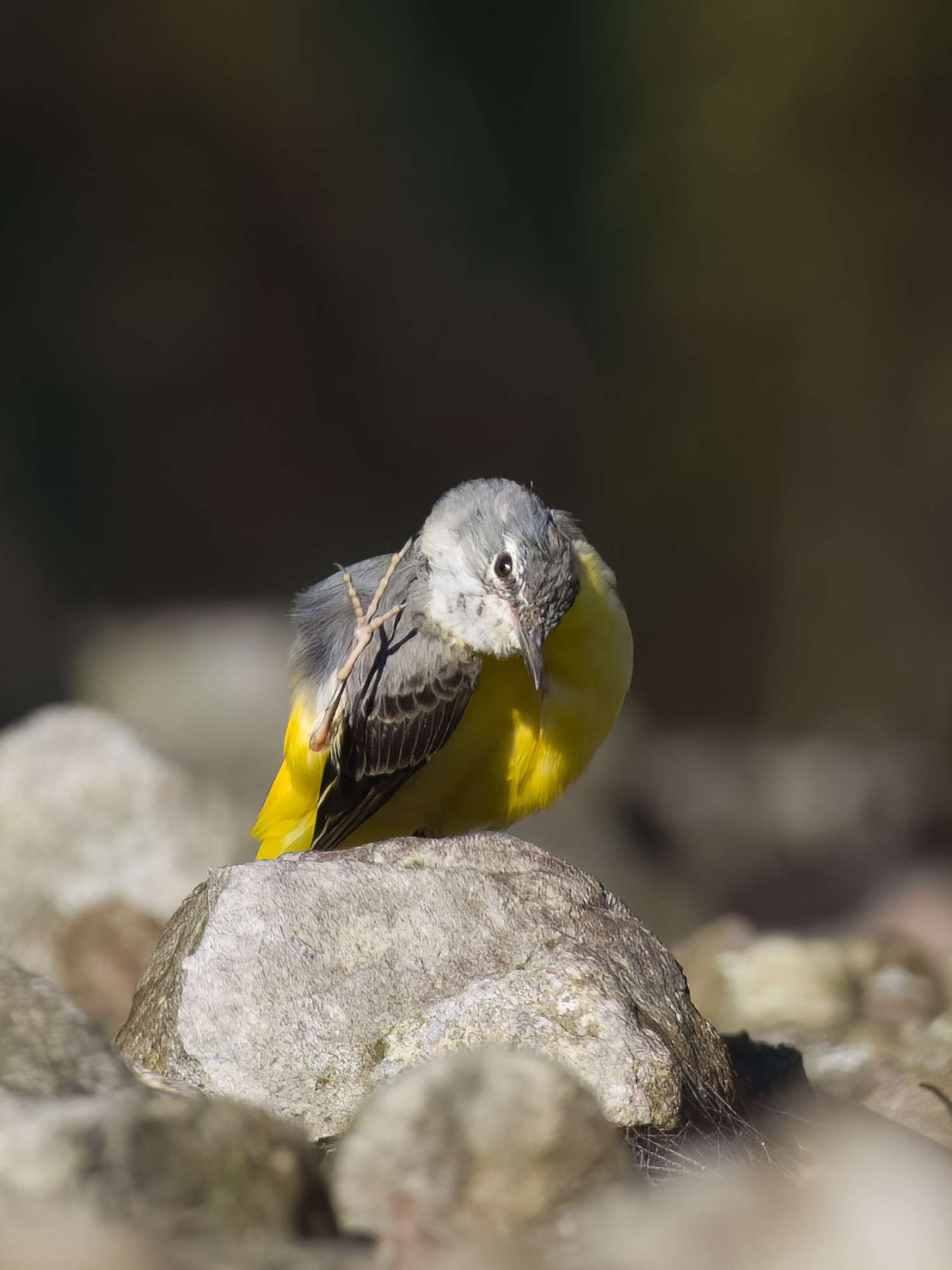 Birdings by Sutan