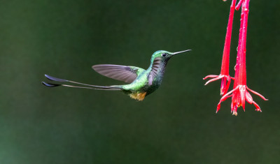 White-booted Racket-tail by David Wang