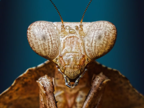 Facet eyes by Jimmy Hoffman