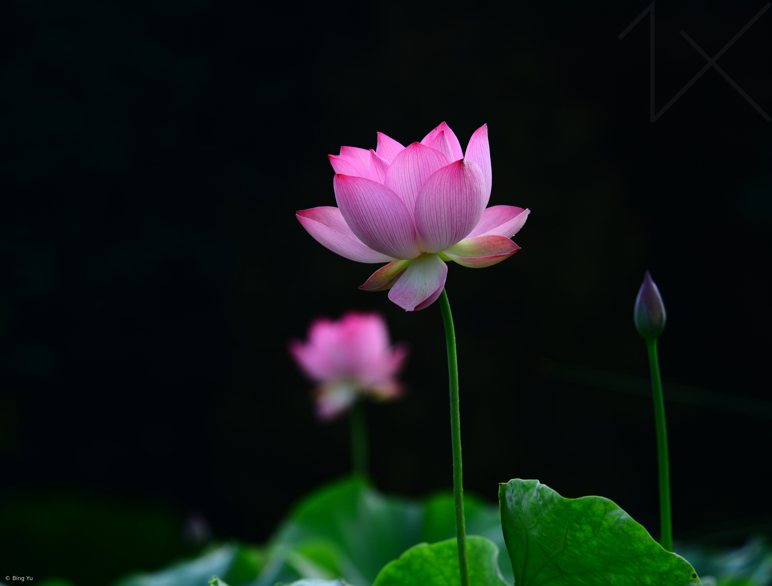 LOTUS by Bing Yu