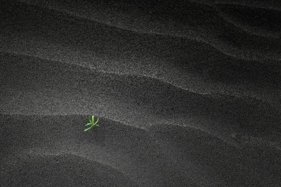 Tenacious life by Xuedong Bai