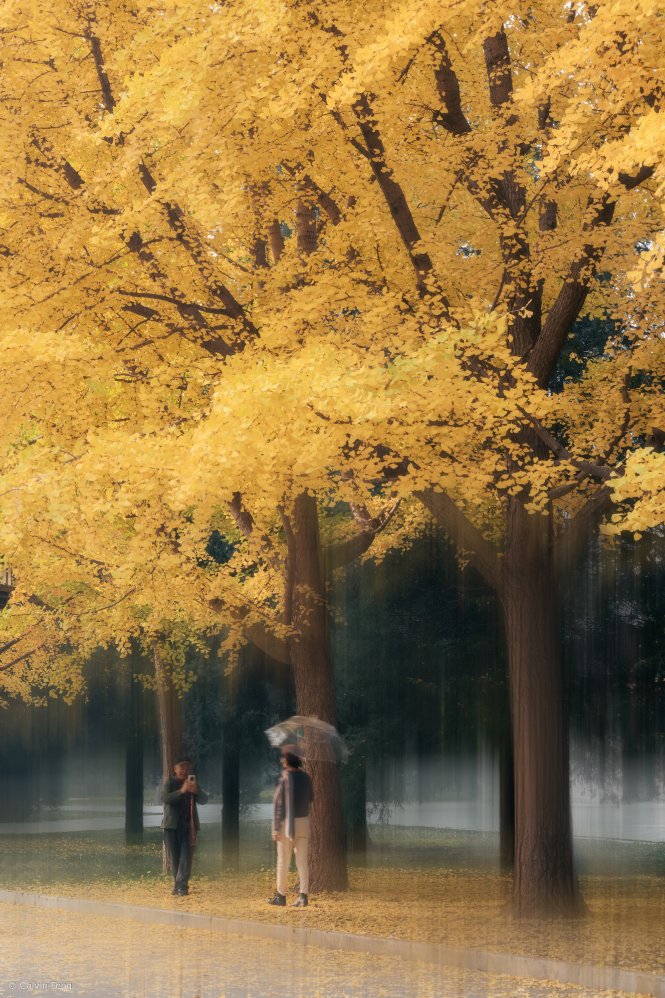 The Fall in Beijing by Calvin Feng