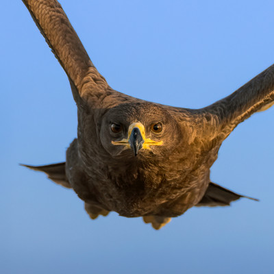 Steppe Eagle by Hamad