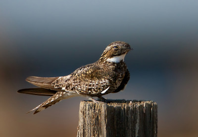 Common Nighthawk by verdon