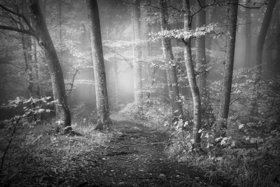 Oktober Trees by Norbert Maier