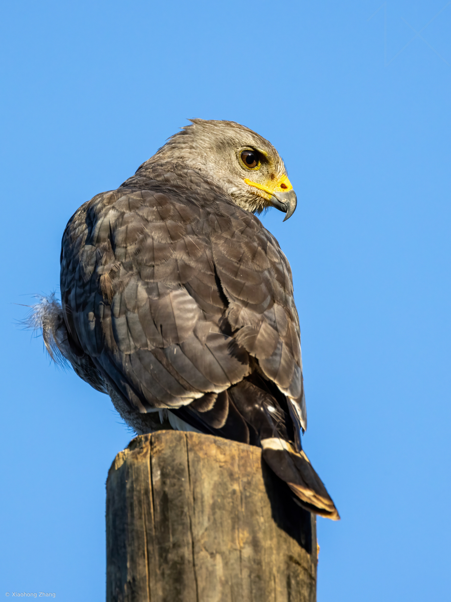 Grey Hawk by Xiaohong Zhang