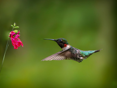 Hummingbird by Hannah & Wei
