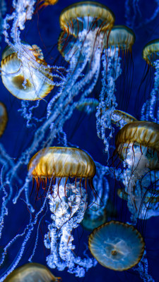 jellyfish by Ryuta Suzuki