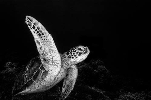 hello by Walter Lackner