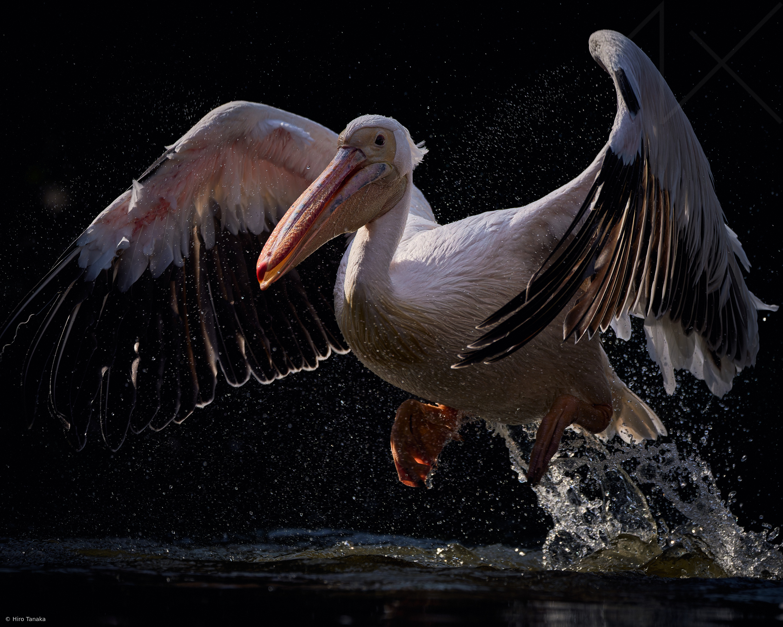 Crowned by Light by Hiro Tanaka