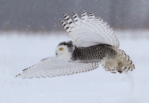 Snowy Owl Hunting in Snow by Anping Liu