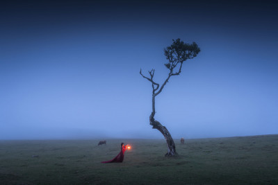 Secret Forest by Willa Wei