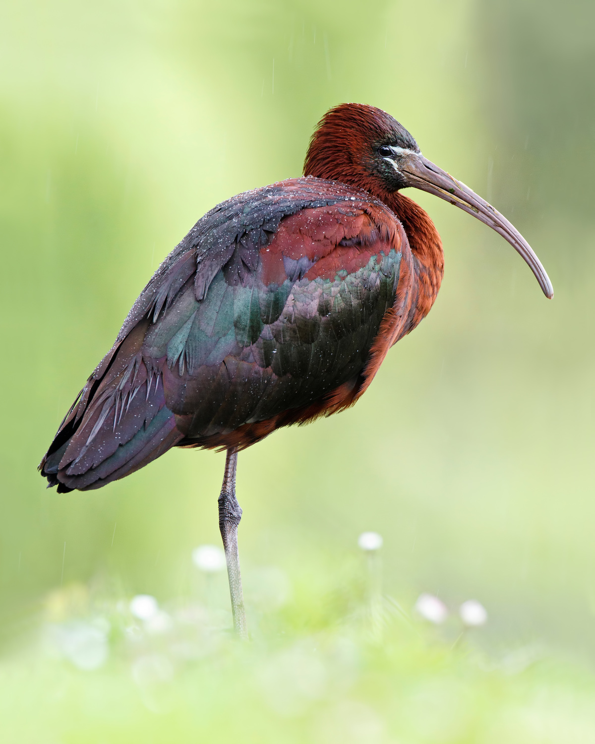 Glossy Ibis under the rain by Mario Suárez