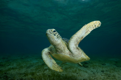 Proud of the Sea by Serge Melesan