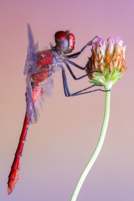 Narin. by Tuna Tekin