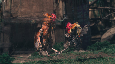 Fighting by Nature.Zi