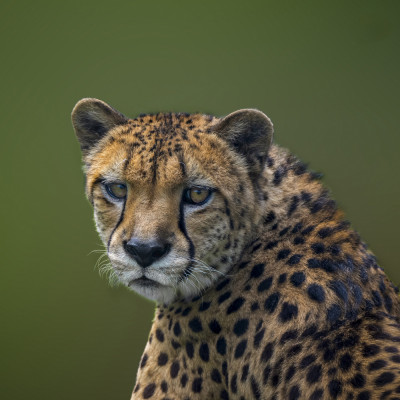 Spotted Lepoard by Peter Rompf