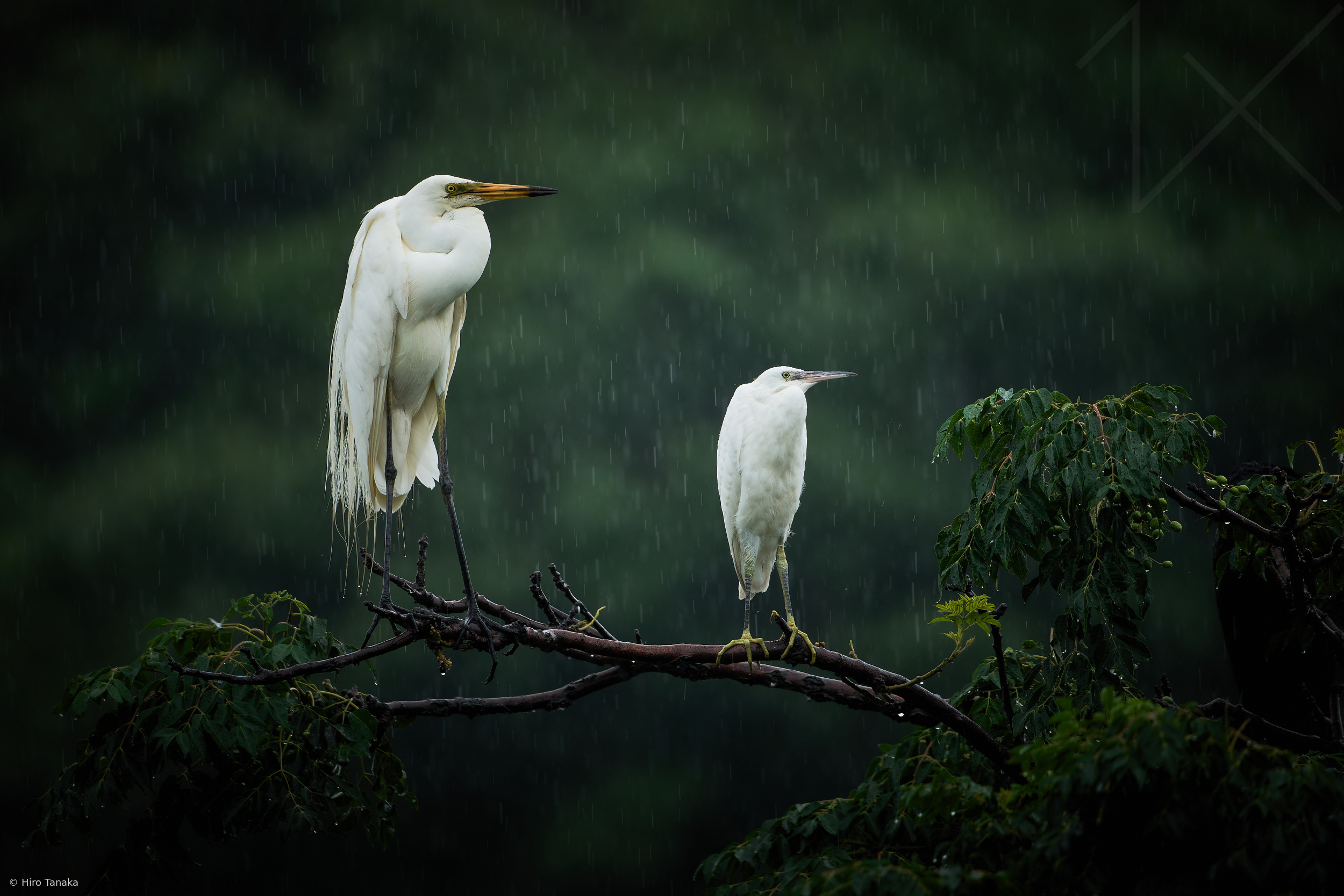 Egret by Hiro Tanaka