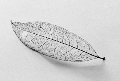 leaf veins by MSYK