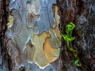 Little things of nature by Francisco Villalpando