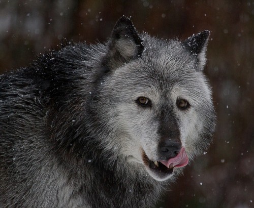 Timber Wolf, Canis lupus by Mark K. Daly | natureasart.com