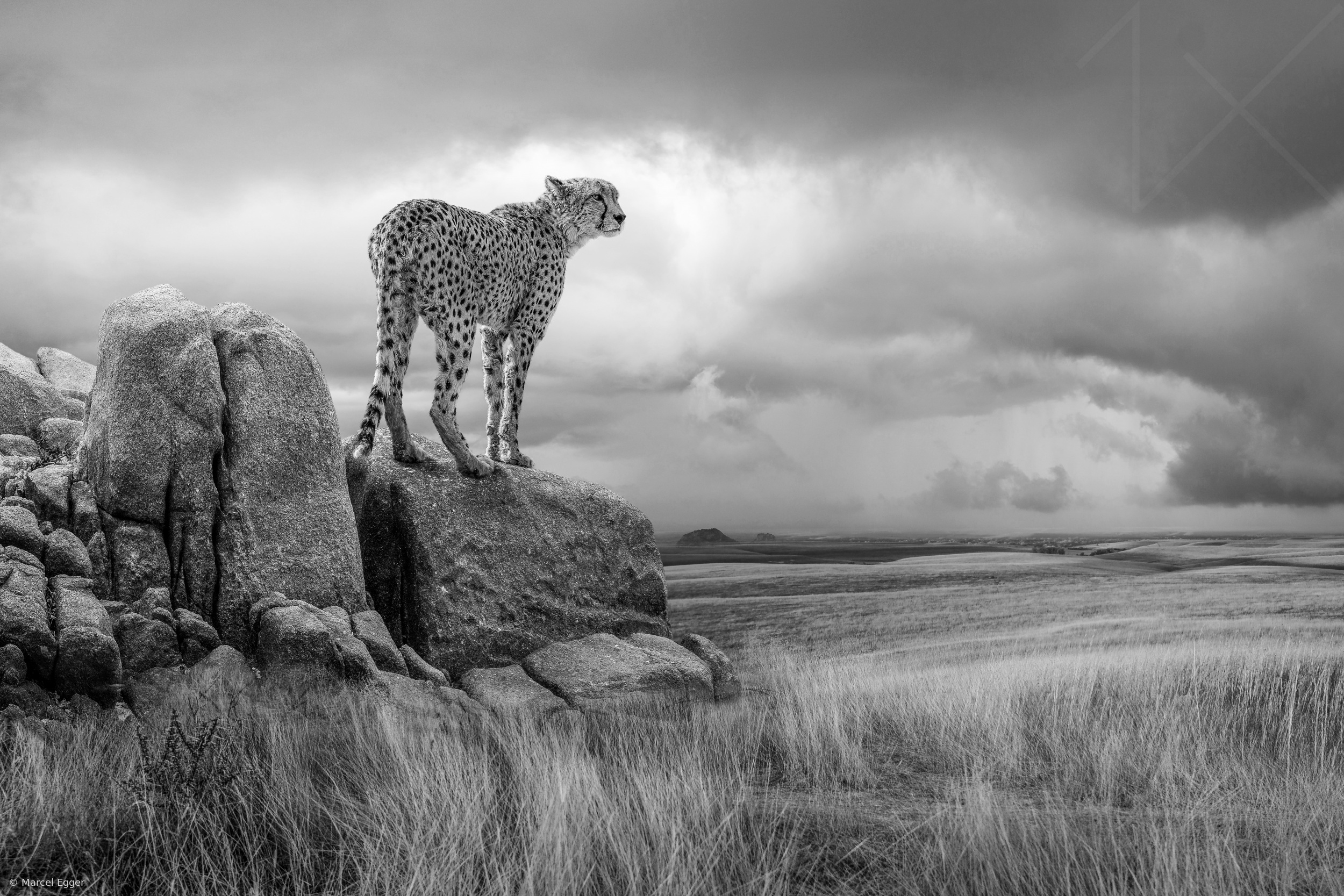 CheetahView-BW by Marcel Egger