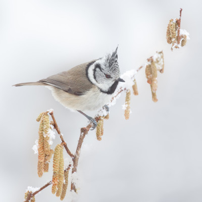 It is winter in Holland. by Annie Keizer