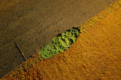 Autumn Tapestry by Lucie Gagnon