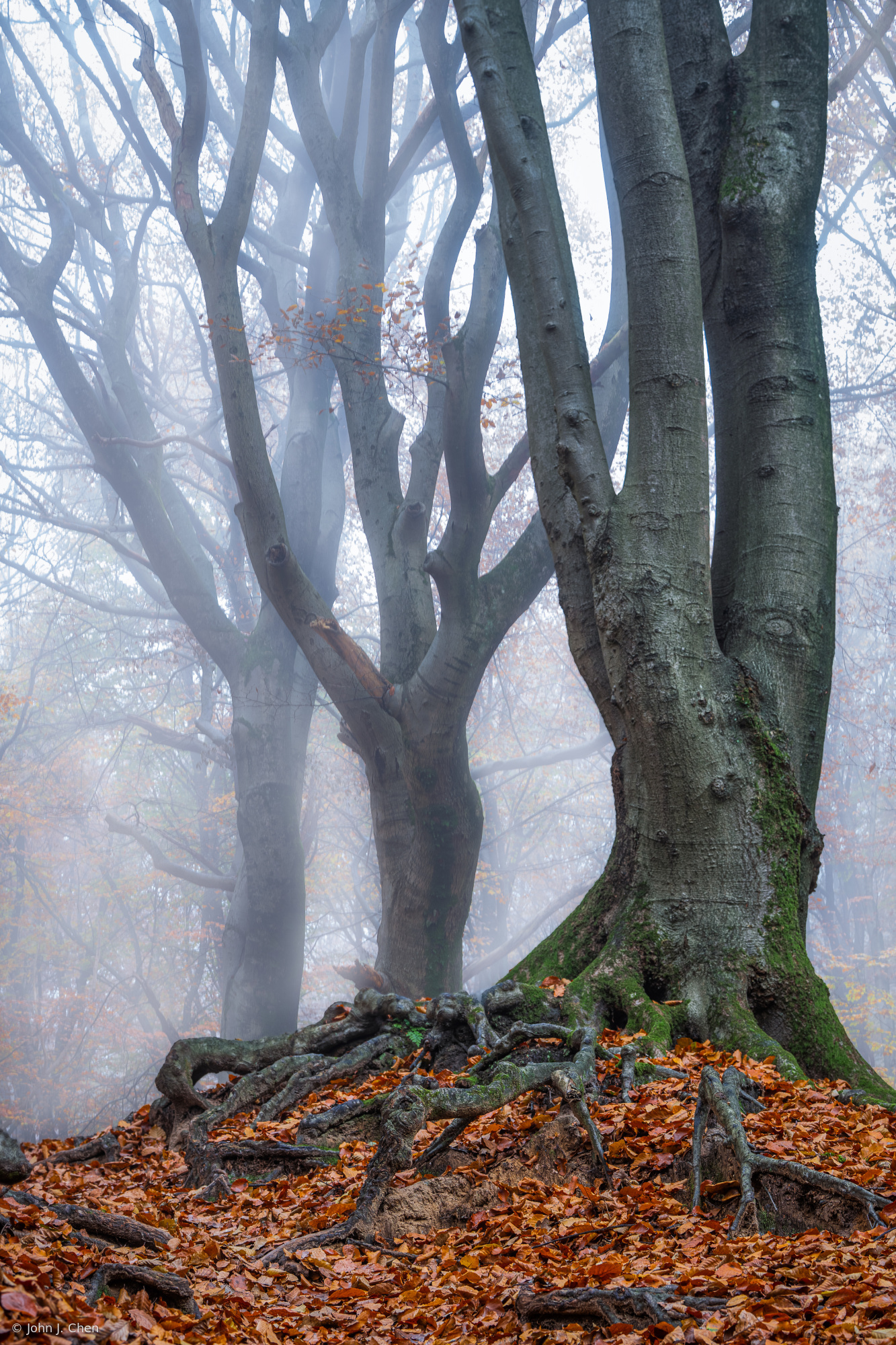 Trunks of Power in Autumn’s Mist by John J. Chen