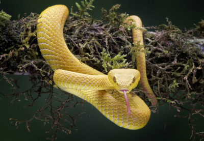 Yellow Viper by Angela Muliani Hartojo