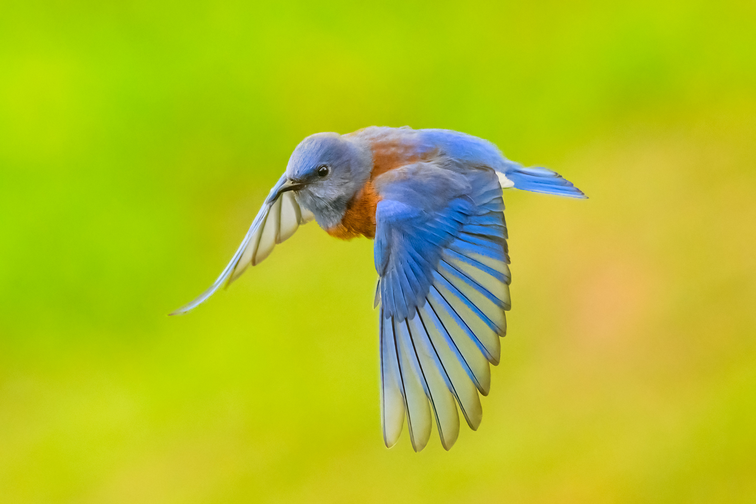 Western Bluebird by Moses Wang