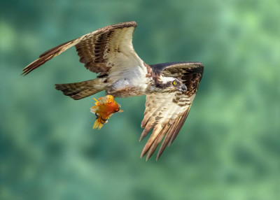 Superb Catch by Zeren Gu