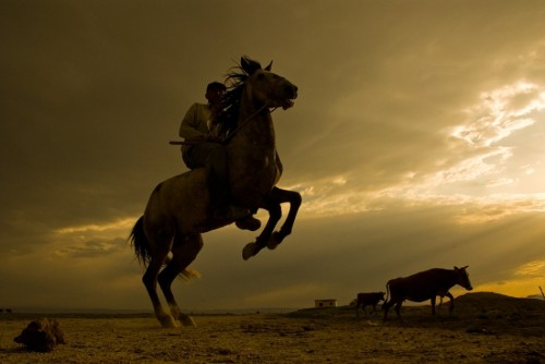 Cow boy by turansezer