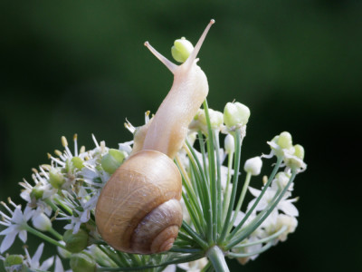 Snails playing with a ball by KOHAGI