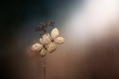 Withered hydrangea by Takashi Suzuki