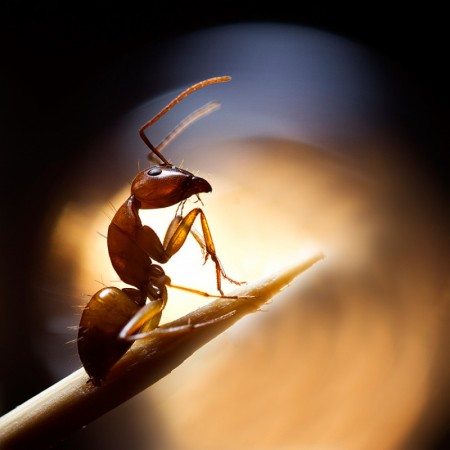 Super Ant by Basheer Sheick-Yousif