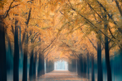 The autumn in Beijing by Calvin Feng