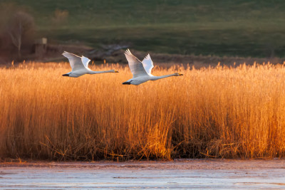 The rustle of wings. by Leif Løndal