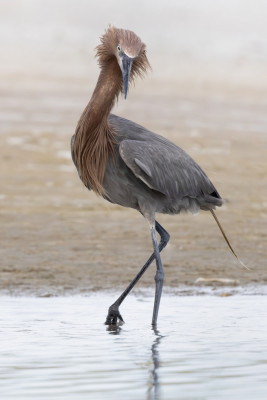 Confident Bird by Linda D Lester