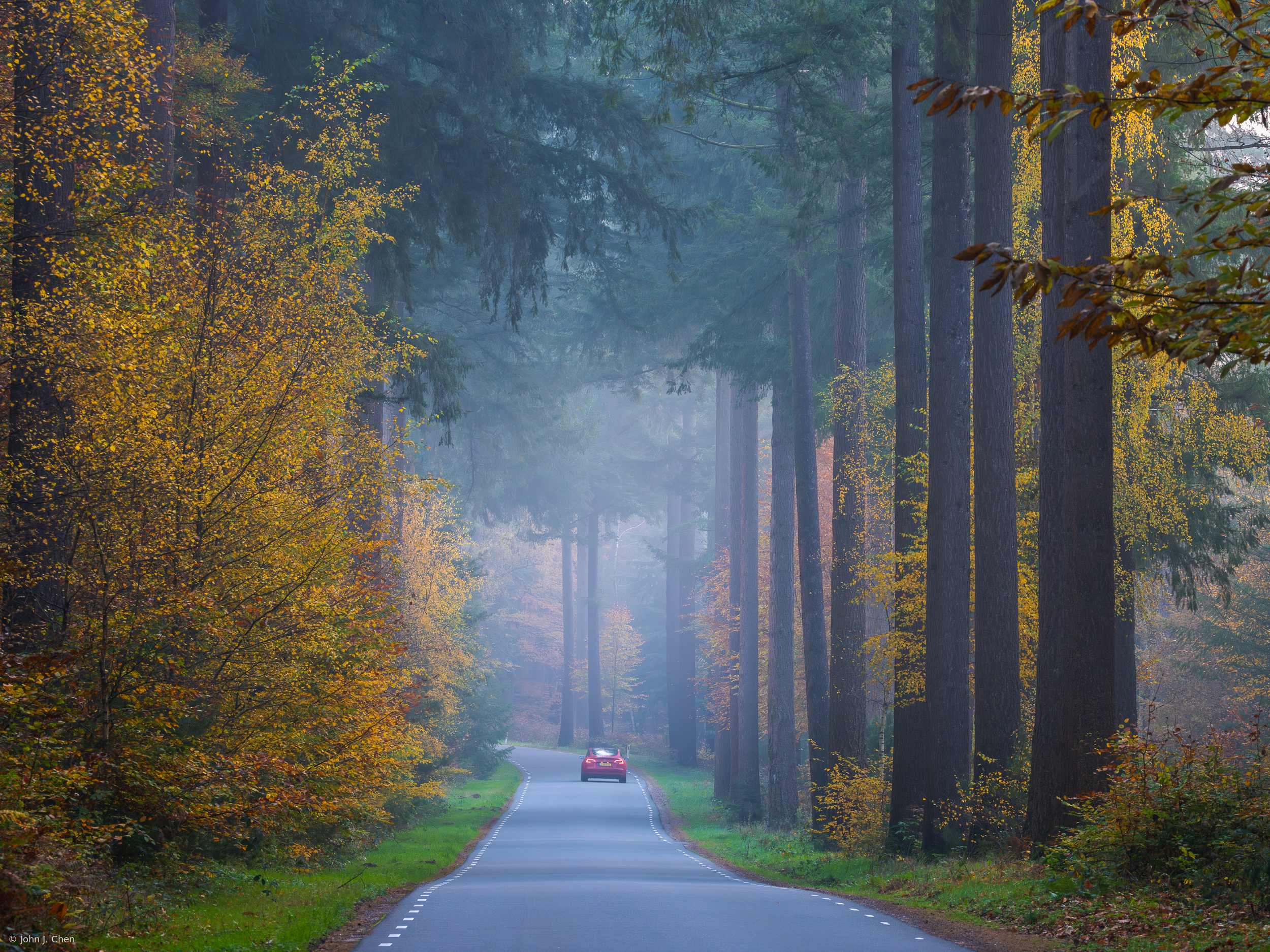 A Misty Autumn Forest by John J. Chen